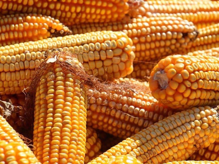 Food Sovereignty: How Indigenous Mexicans Are Protecting A Sacred ...